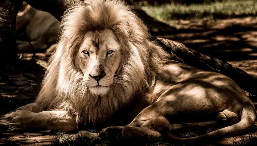 Leão é apaixonado e fogoso; veja 30 características dos leoninos