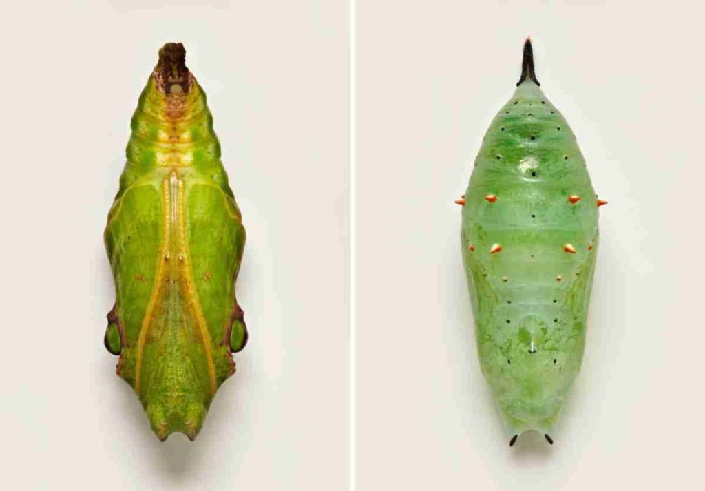 Fotógrafo revela a beleza inimaginável dos casulos de borboletas