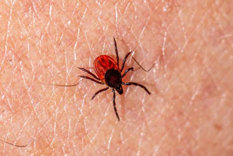 Russian scientists discover new species of deadly ticks – SDT